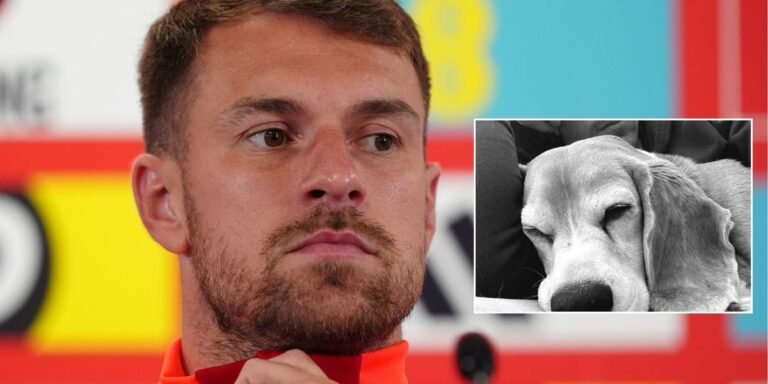 Aaron Ramsey provides emotional update on search for missing dog Halo ...