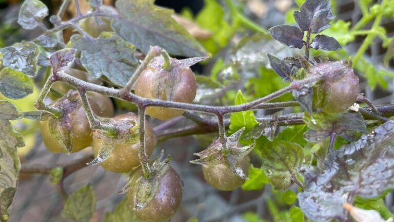 Scientists discover potential reverse evolution in wild tomatoes of the ...