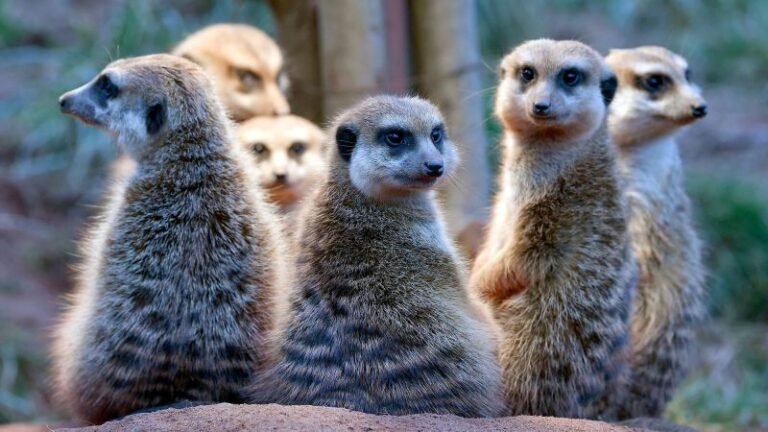 Humans more monogamous than primates, less so than beavers, study finds ...
