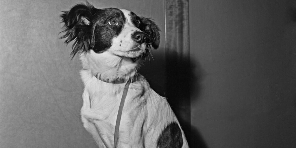 Pickles the dog: the unexpected hero who recovered England’s stolen ...