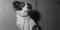 Pickles the dog: the unlikely hero who recovered the stolen World Cup ...